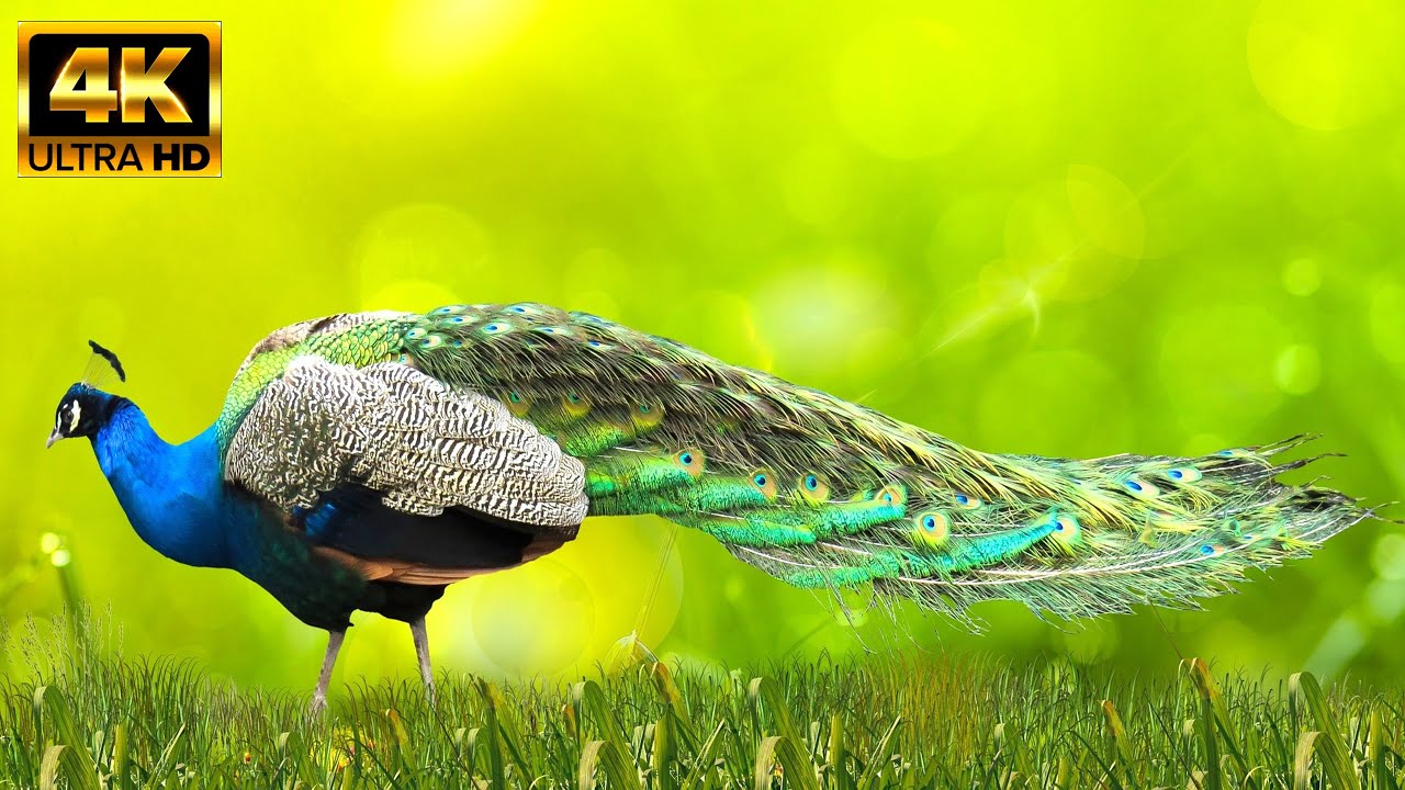Amazing birds in 4K UHD with soothing relaxing music for meditation ...