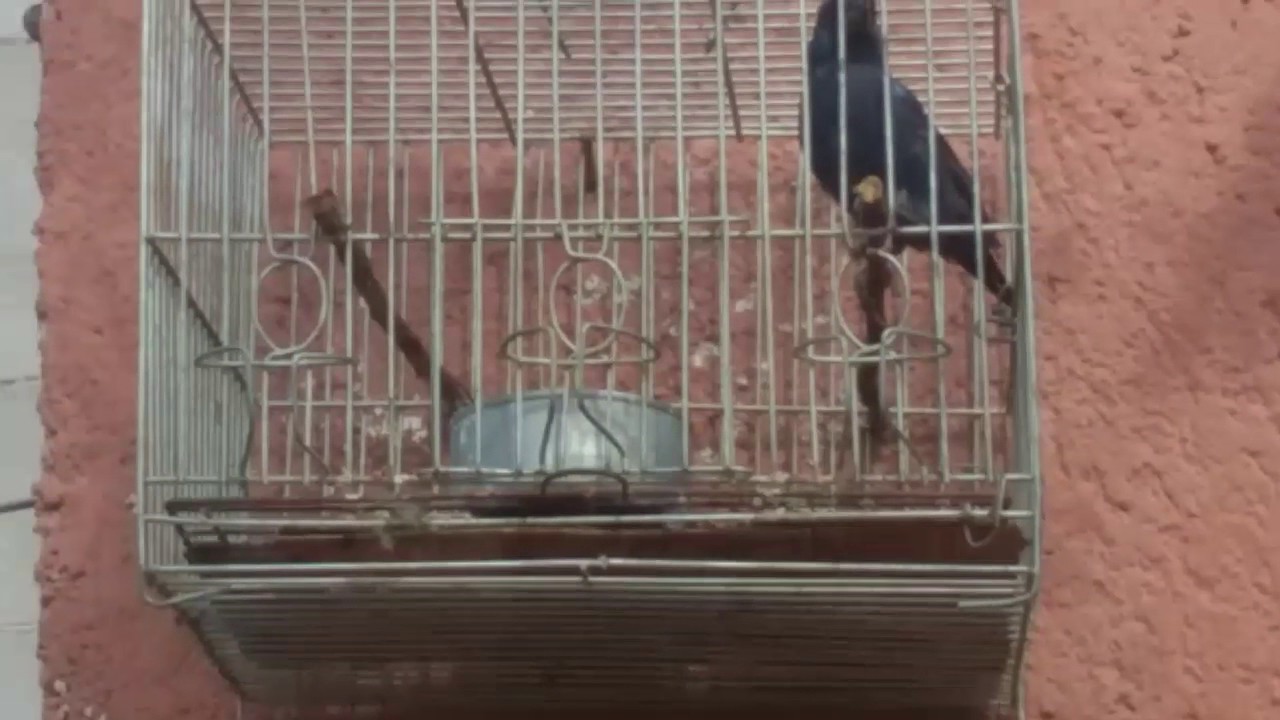 Mi Reyna Mora Cantas a Full 👍 - YouTube