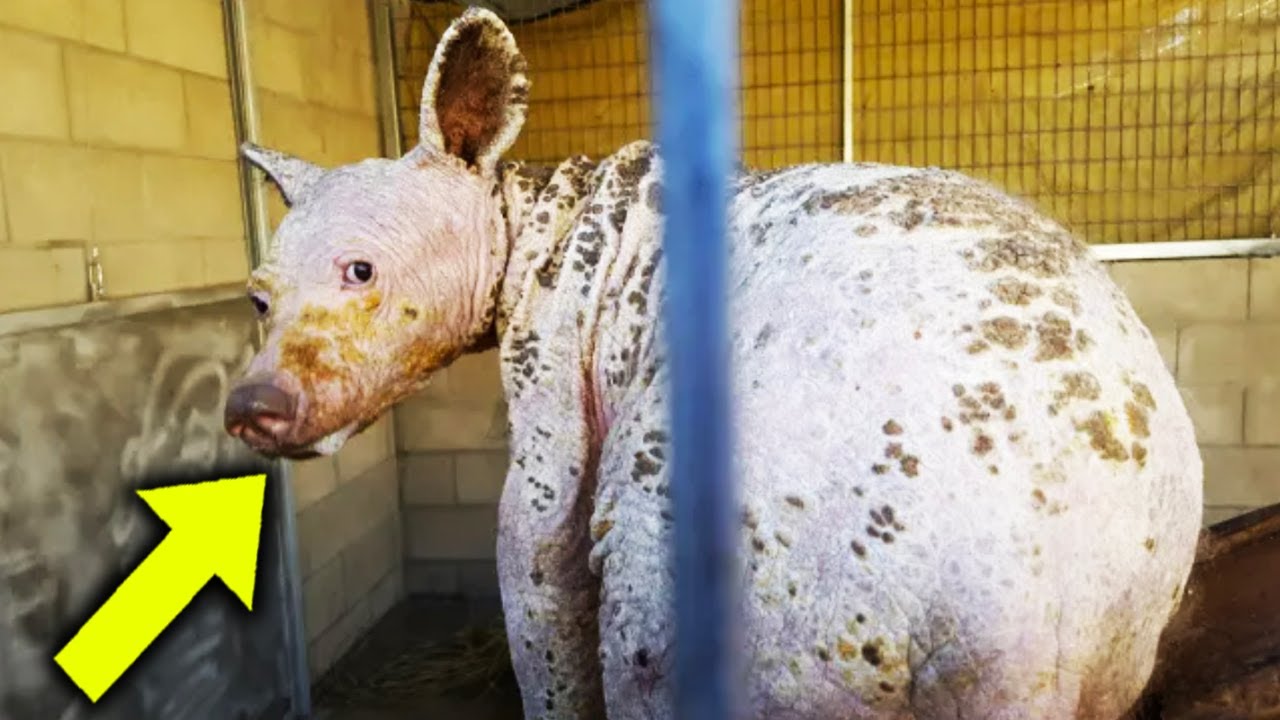 Weird Bald Creature On The Streets Of California Turns Out To Be An ...