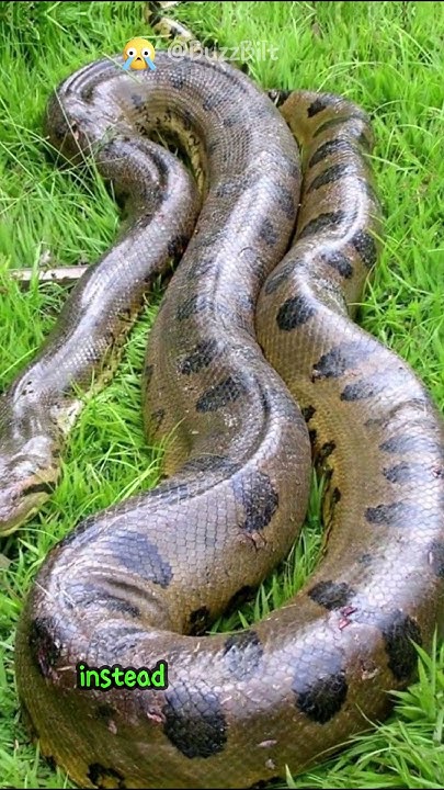 Green Anacondas: The Heaviest Snakes in the World! 🐍#shorts #buzzbilt - YouTube