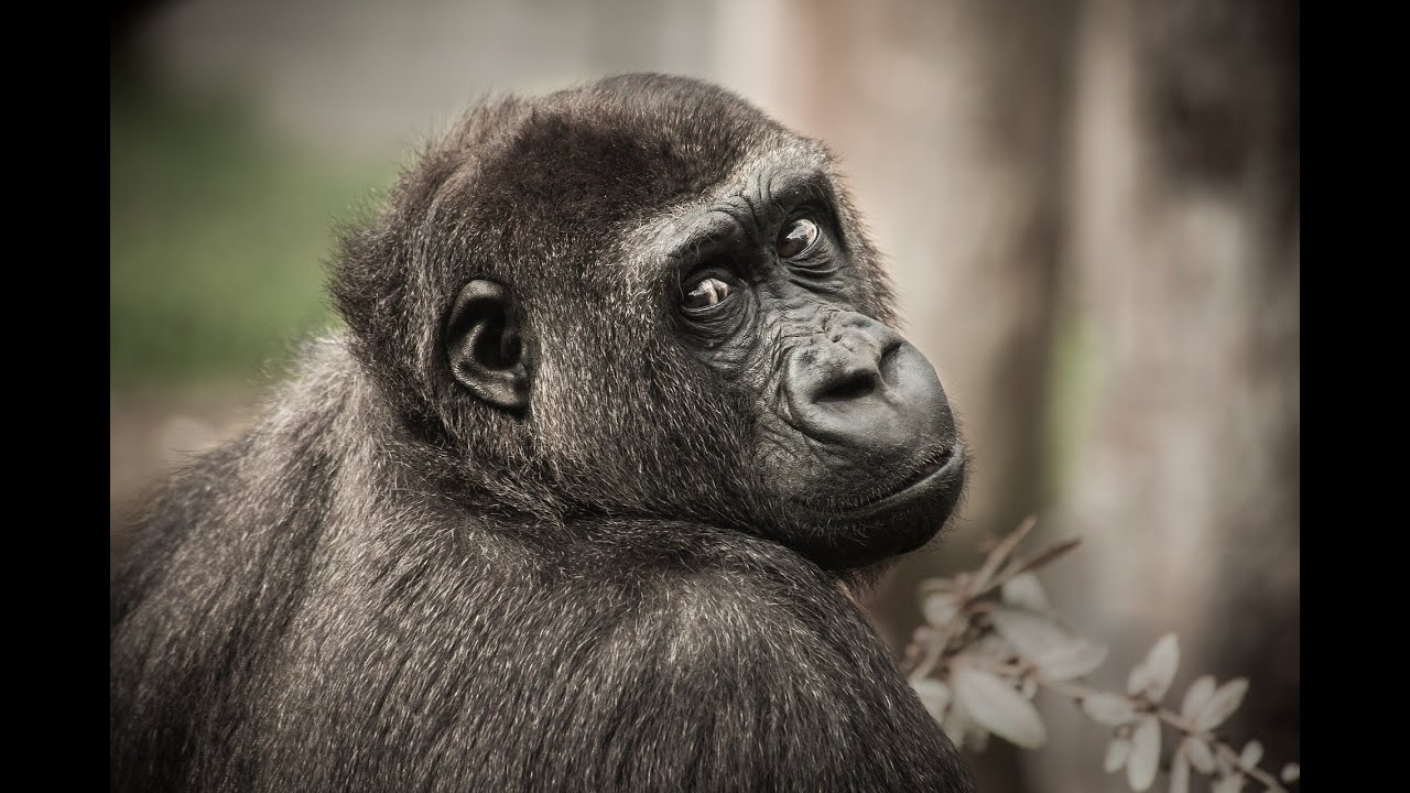 National Geographic Documentary Chimpanzee Wildlife Animal - YouTube