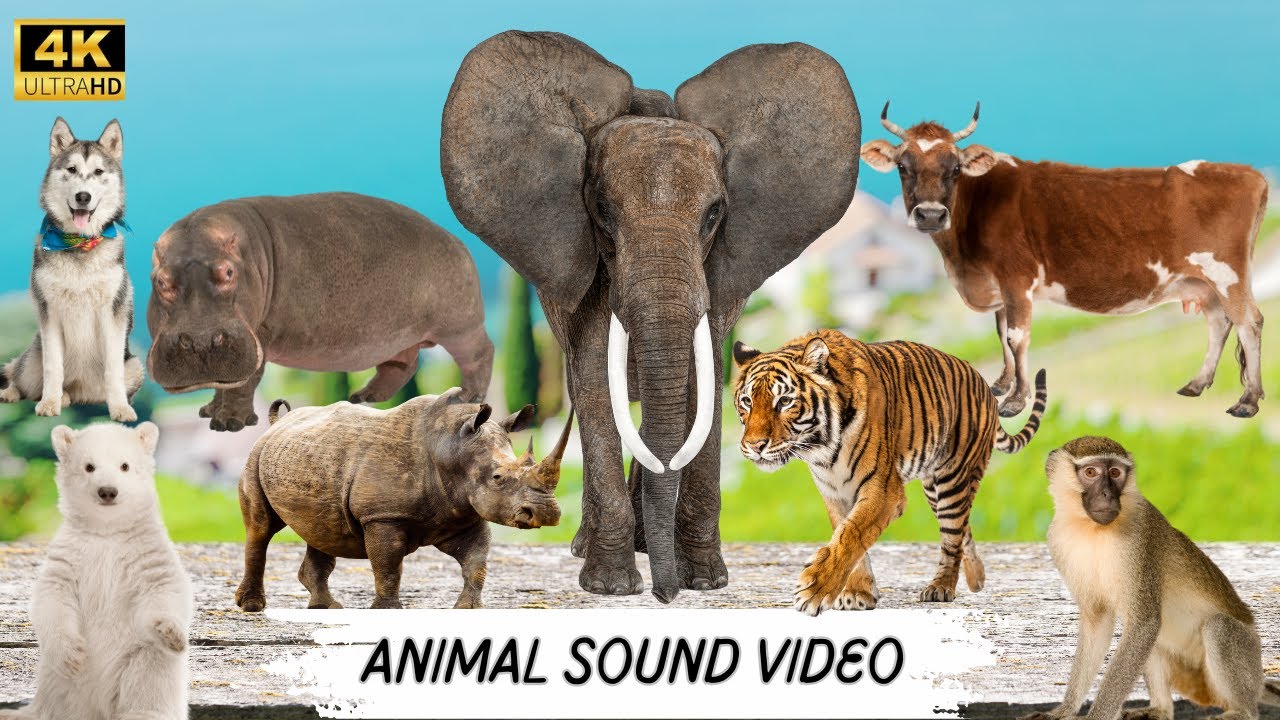 Animal Sound Videos Live Stream | elephant sound , cow, dog, tiger ...