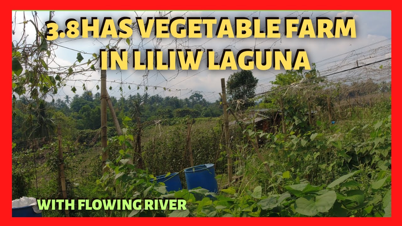 3.8 has Vegetable Farm in Liliw Laguna for Sale (Lot Code 2354A) - YouTube