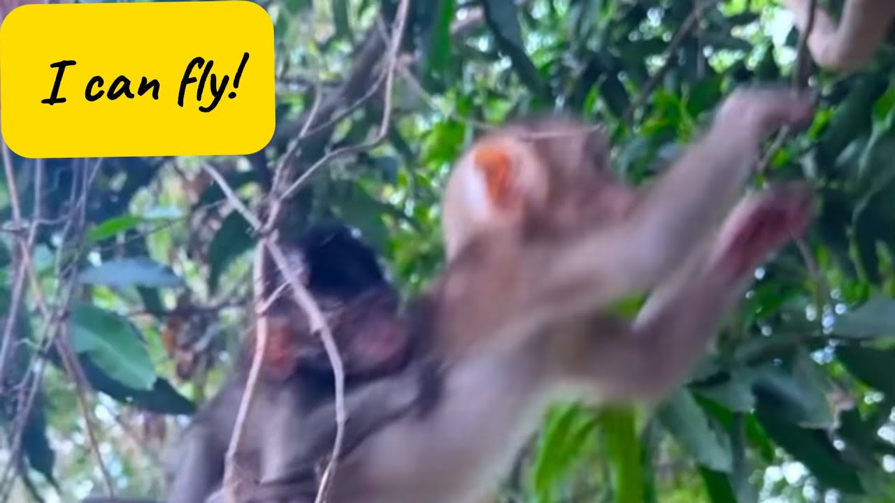 Piggyback Monkey Goes Flying 🌳🐒 - YouTube