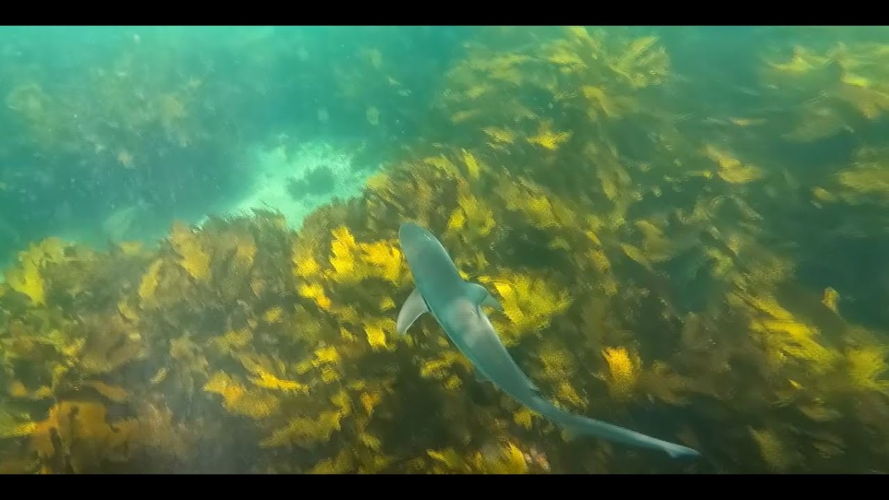 Dusky whaler sharks at Cabbage Tree Bay Aquatic Reserve with marine ...