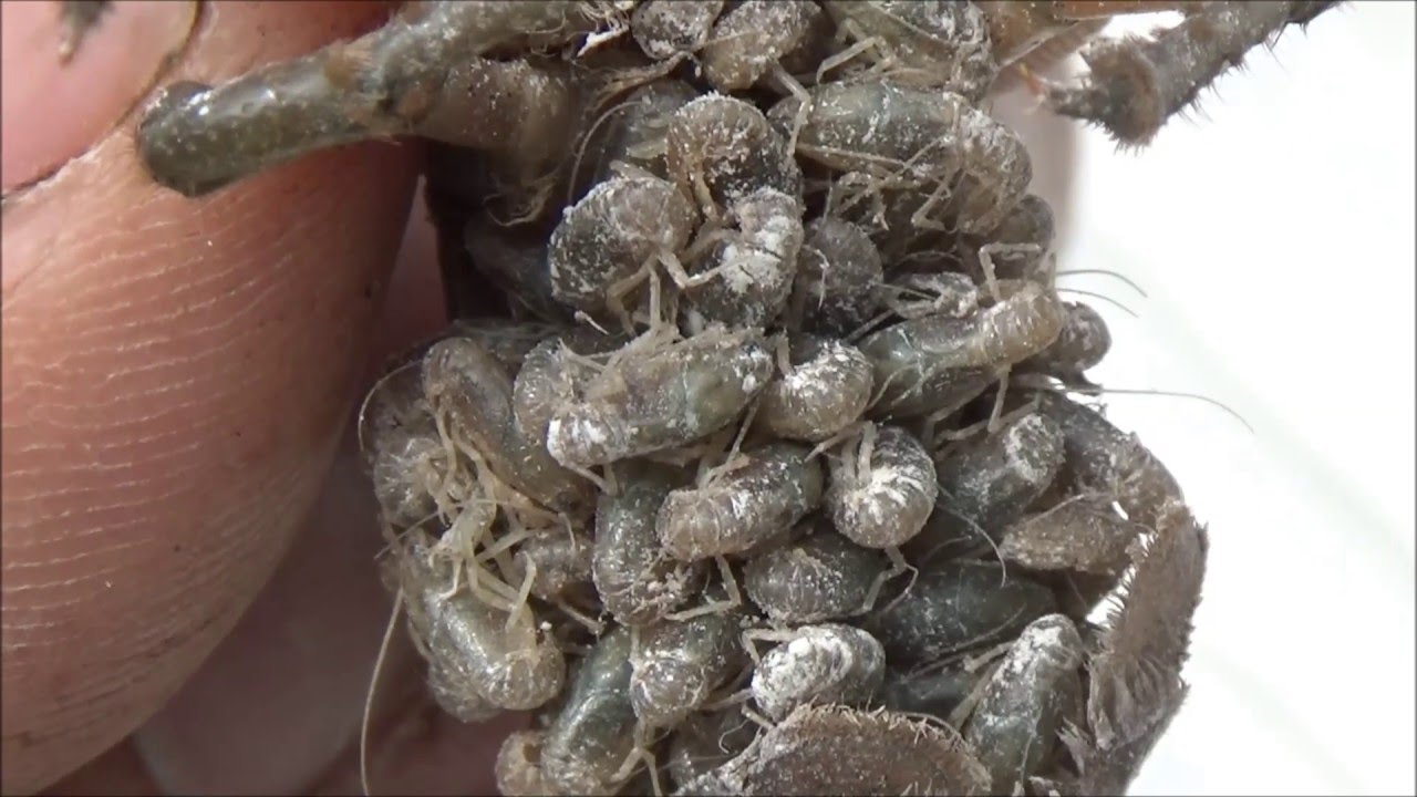 crawdad having babies - YouTube