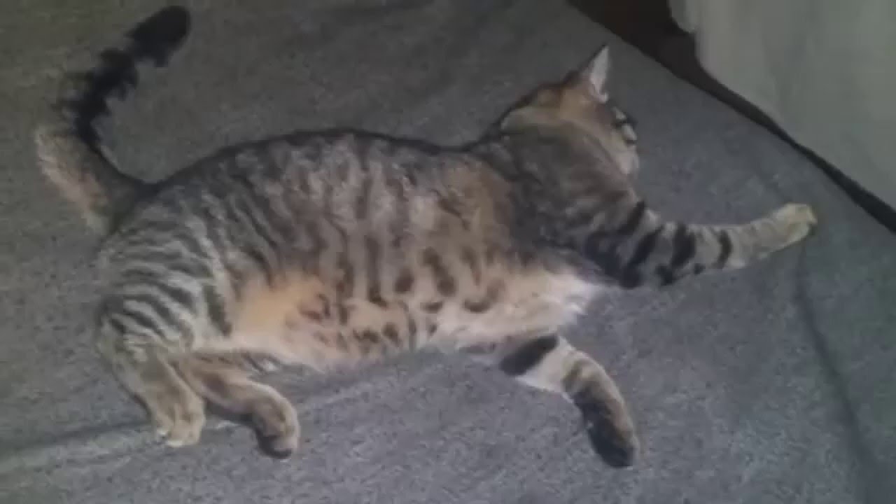 БЕСПОКОЙНЫЙ СОН У КОТА - RESTLESS SLEEP WITH THE CAT q(^_^)p - YouTube