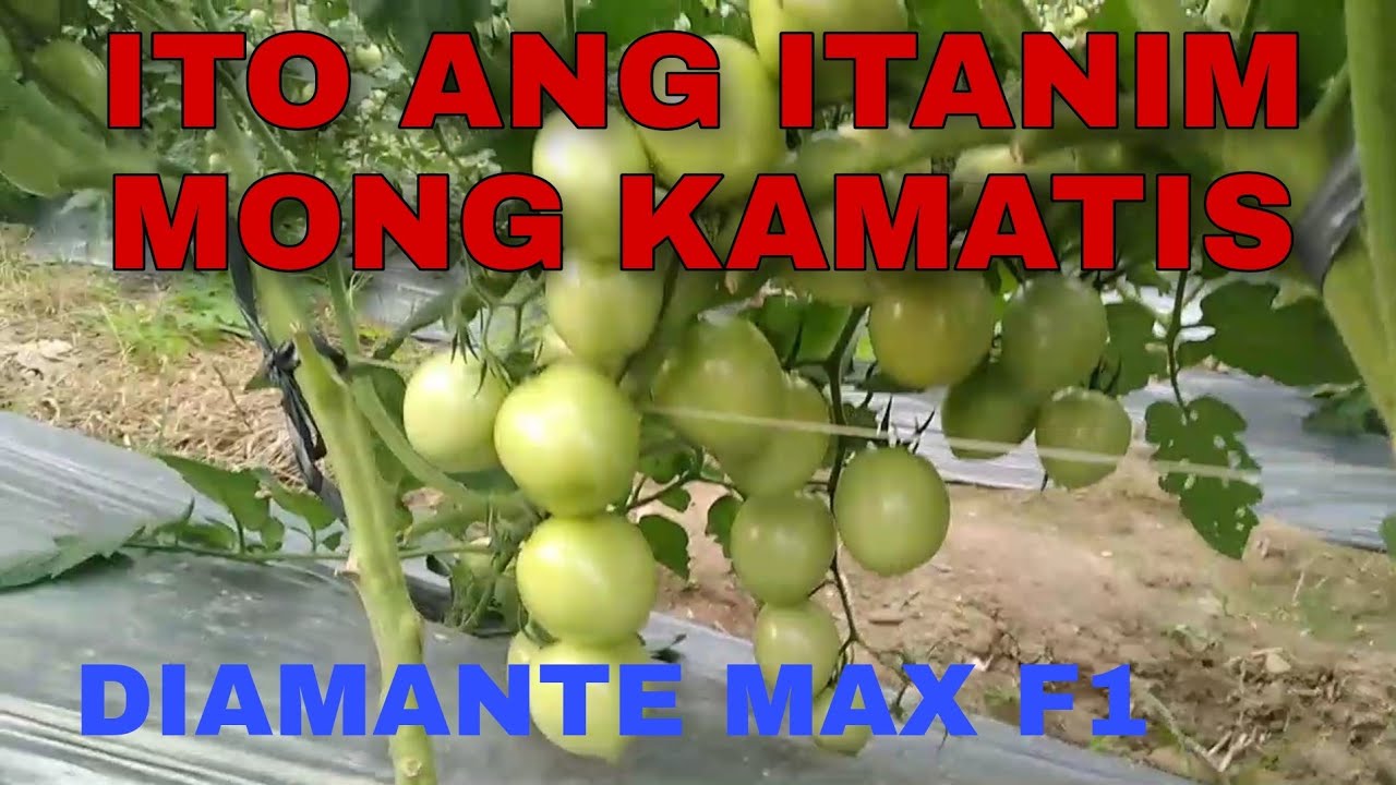 Tomato' unang tanim ko ng kamatis - YouTube