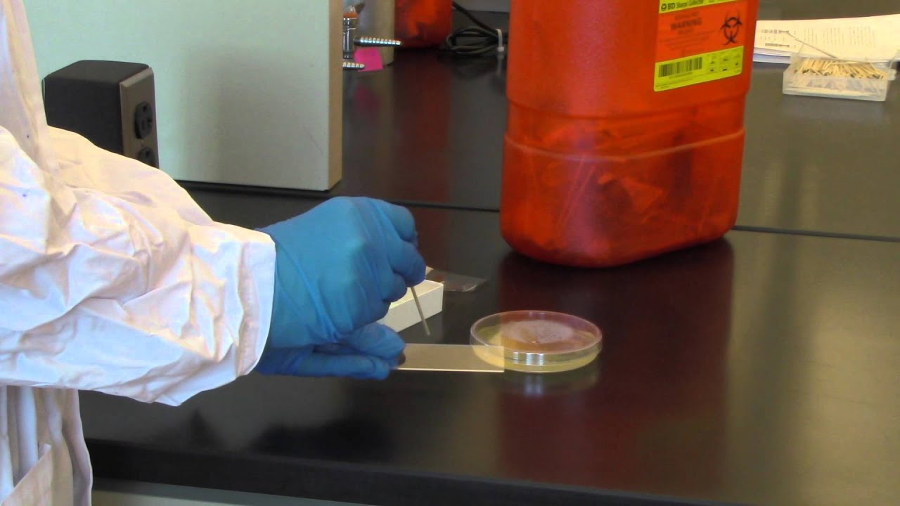 BIO 2192 UNIT 4 - Preparing a slide with a single specimen - YouTube