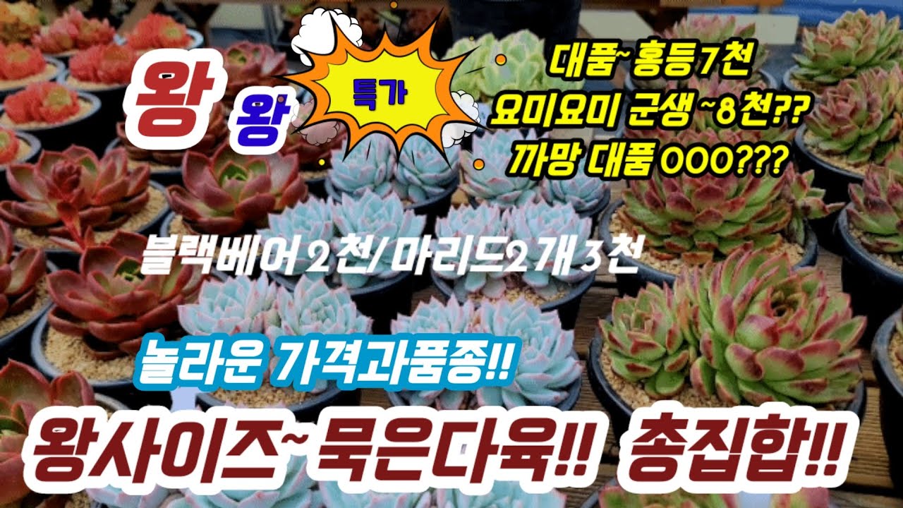 왕사이즈 묵은군생 다육~놀라운 가격으로 나왔어요 까망 요미요미군생 블랙베어2천 대품 홍등 7천등 왕대박 착한다육 보러오세요