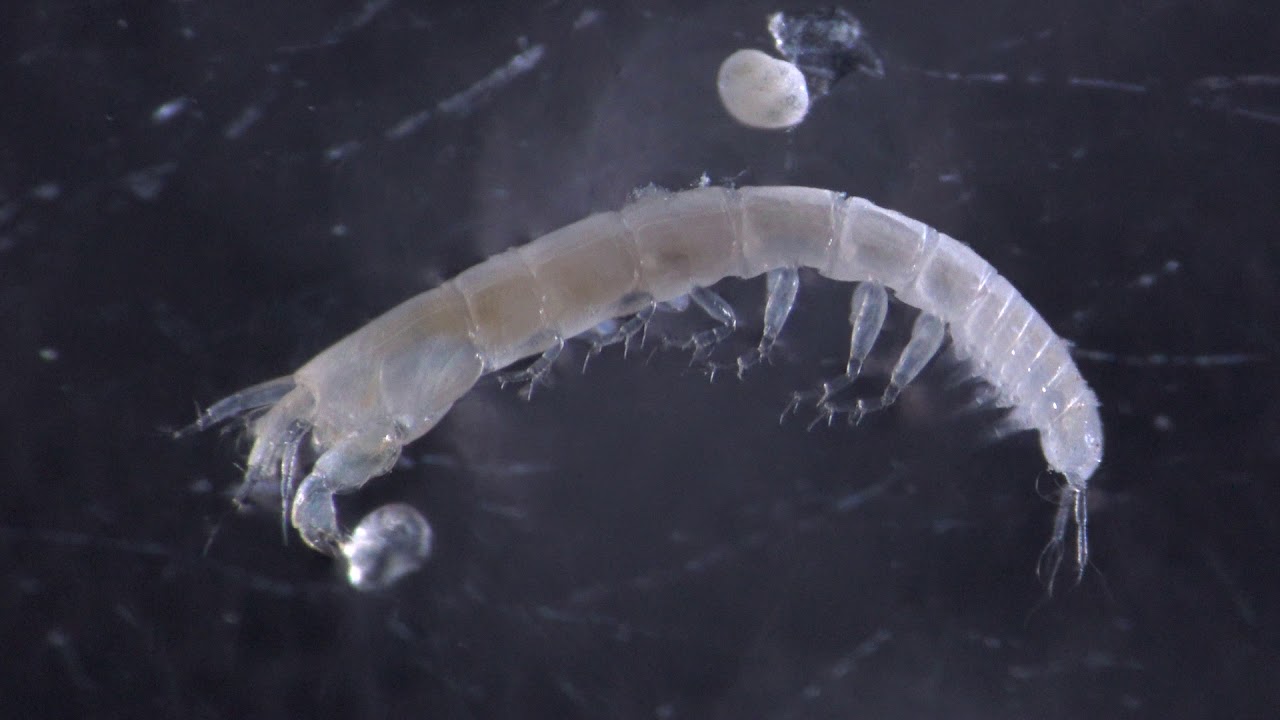 Tanaidacea - YouTube