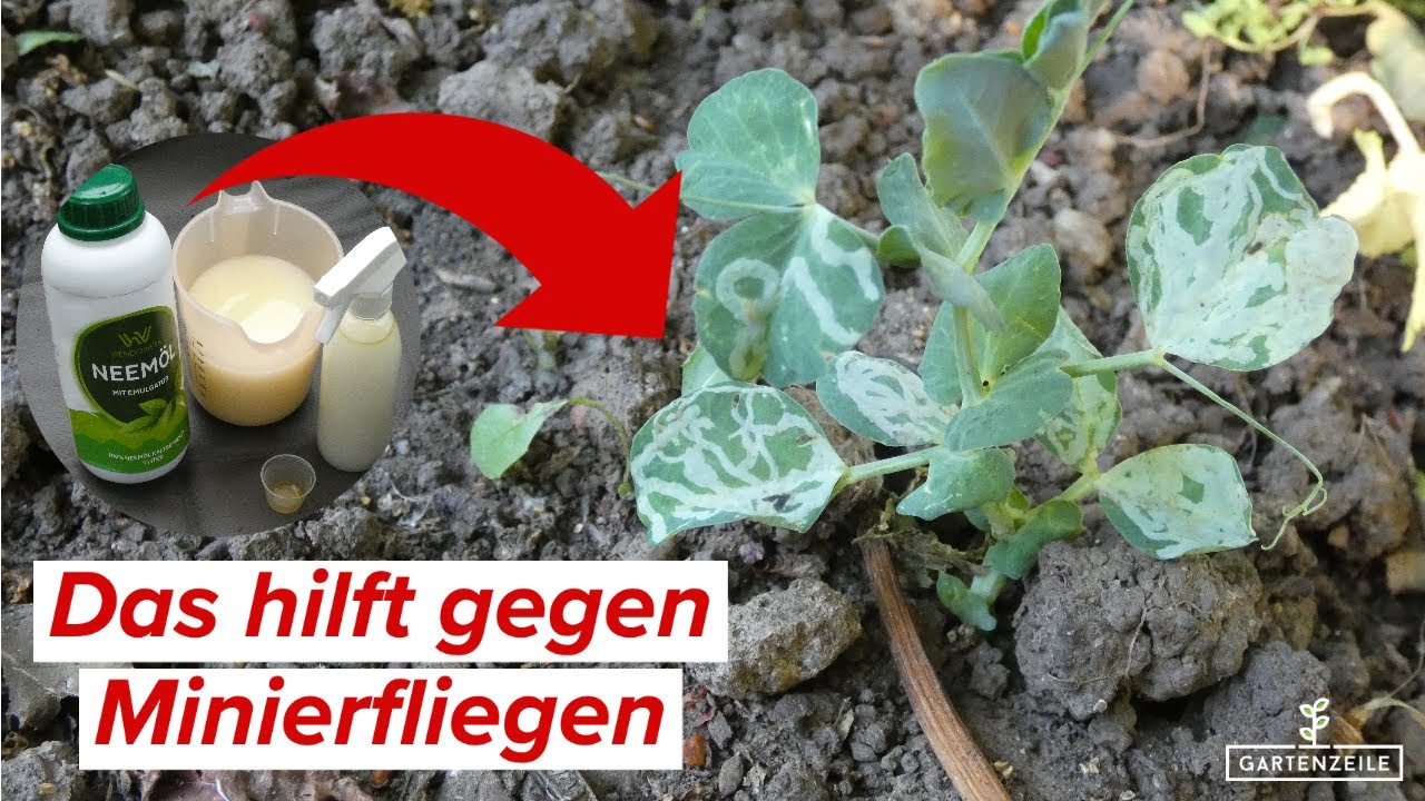 Minierfliege Bekmpfen Hausmittel