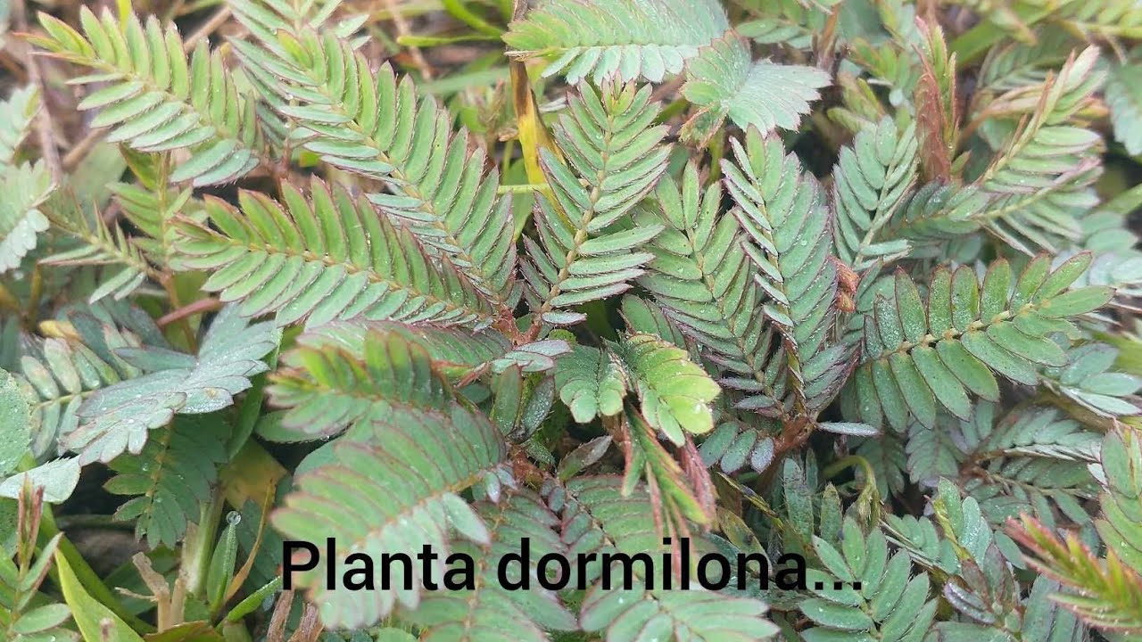 planta dormilona....(mimosa pudica) - YouTube