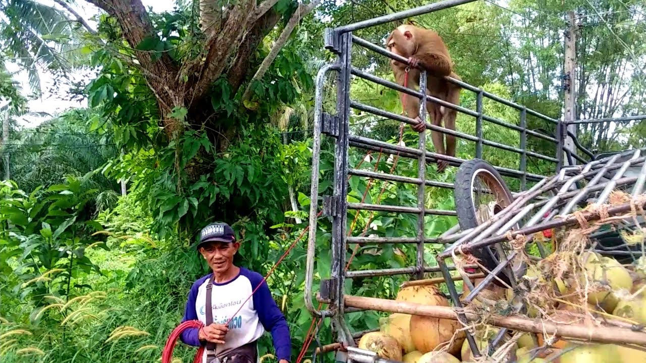 This monkey has a real job. - YouTube