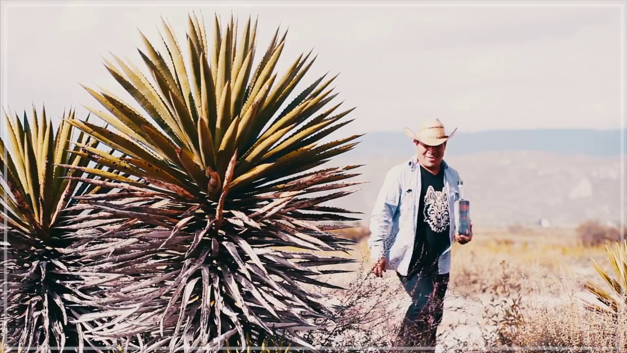 Agave CUISHE - YouTube