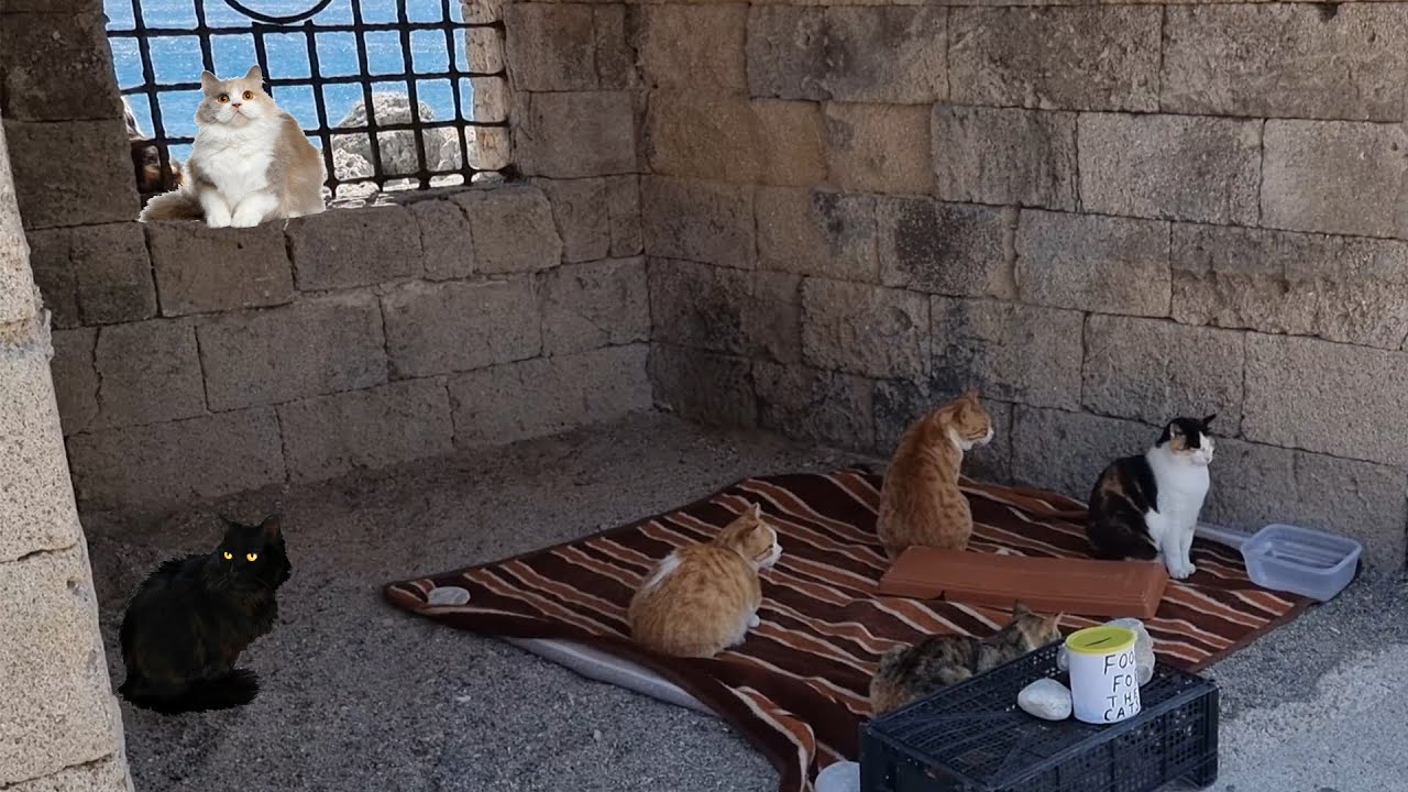 Greek Cats - Stray cats feel like at home on the street - YouTube