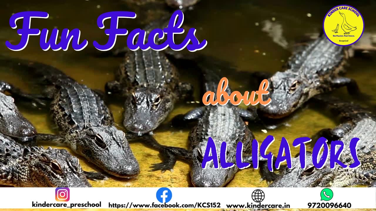 FUN FACTS ABOUT ALLIGATORS! - YouTube