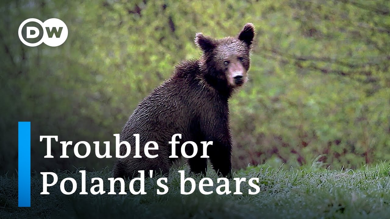 Poland's bears at loggerheads with timber industry | Focus on Europe ...