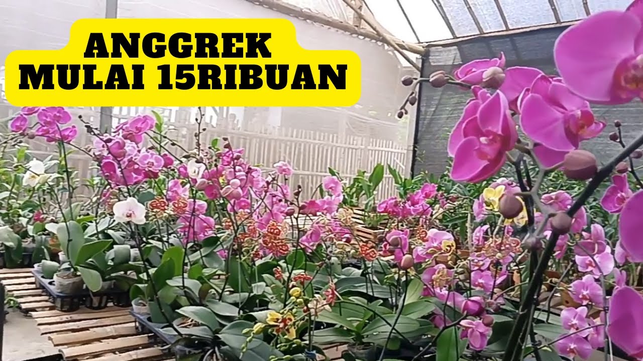 Promo Anggrek Bulan dan Dendro Mulai 15 Ribu Plant Gemoy Daun Rimbun ...