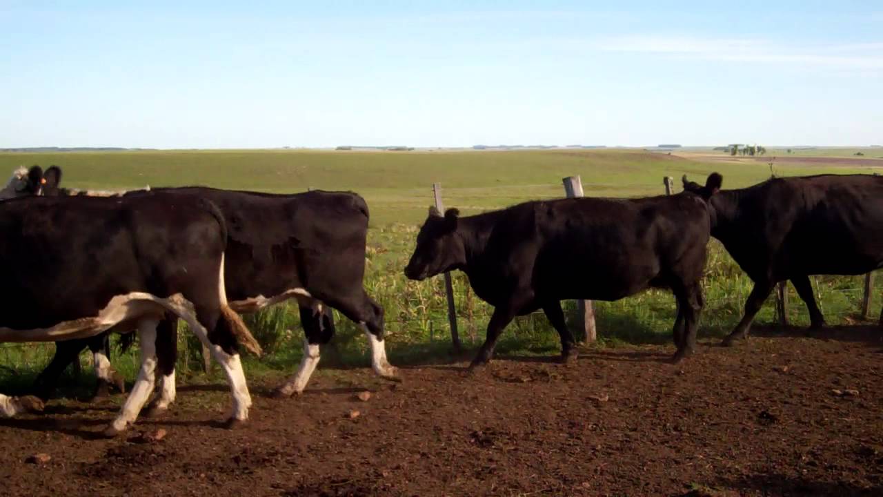 37 vacas preñadas - YouTube