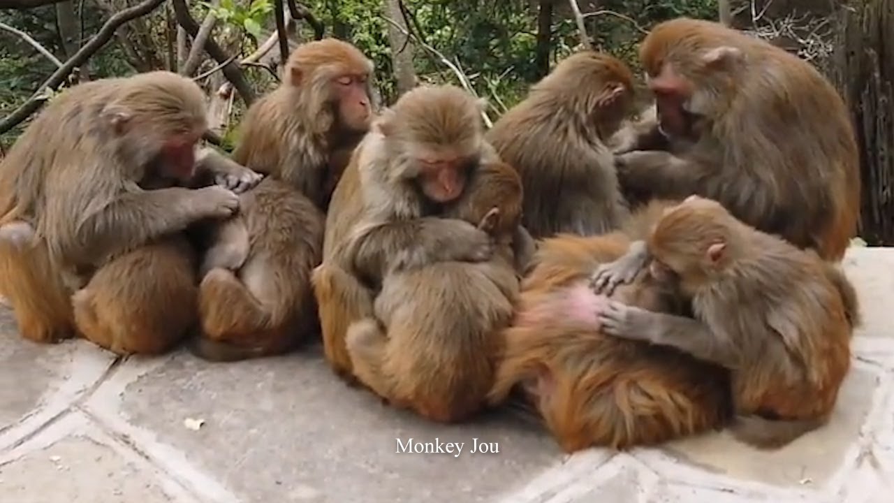 Big Monkey Family Take Care Of New Born Baby - YouTube