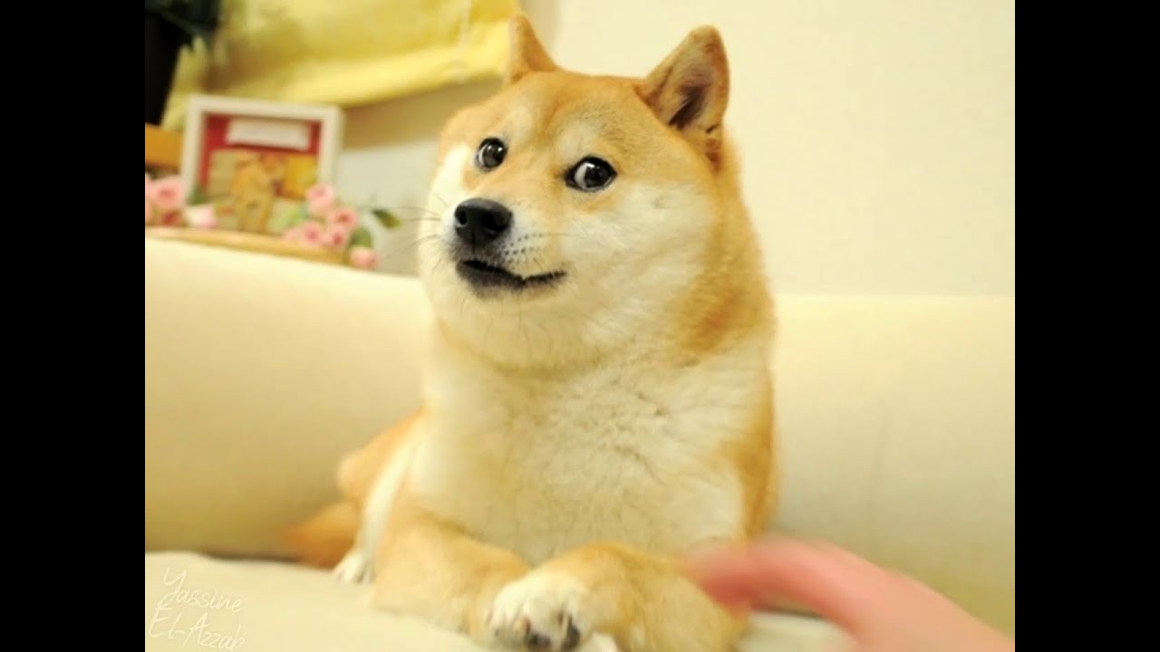 Doomer Doge - Our Friend Of Misery. - YouTube