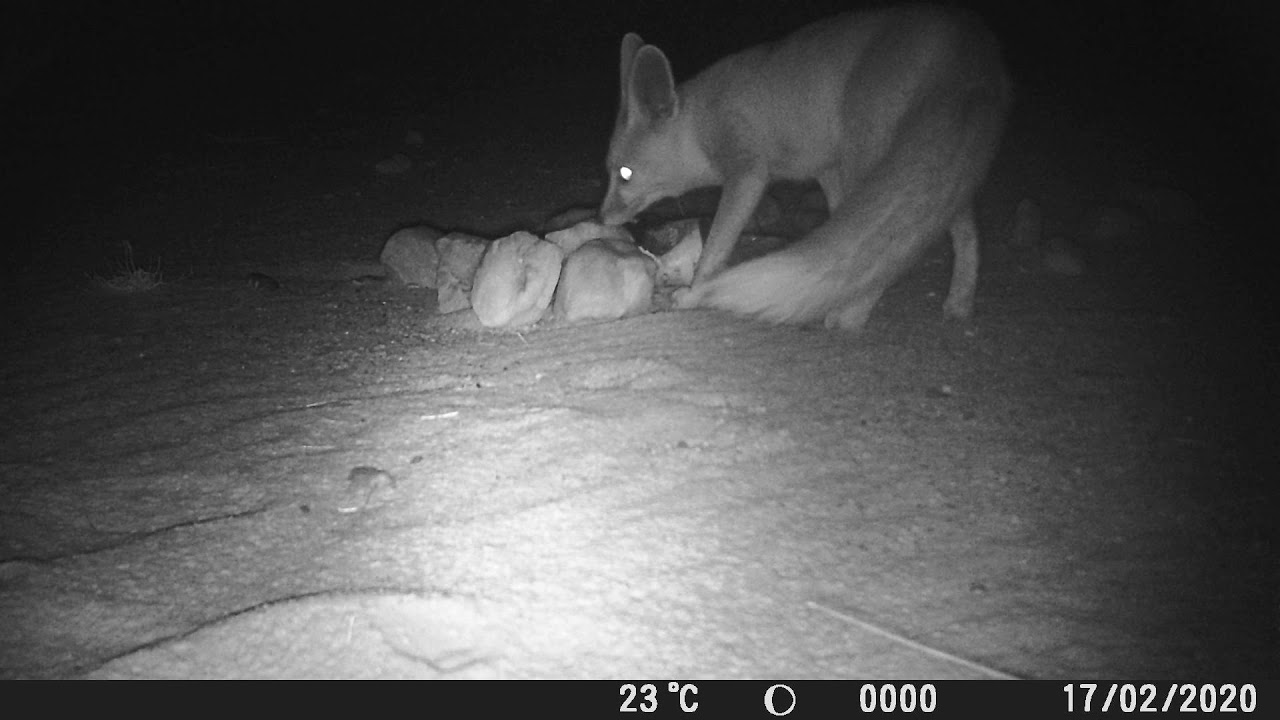 Rüppell´s Fox (Vulpes rueppellii) - YouTube