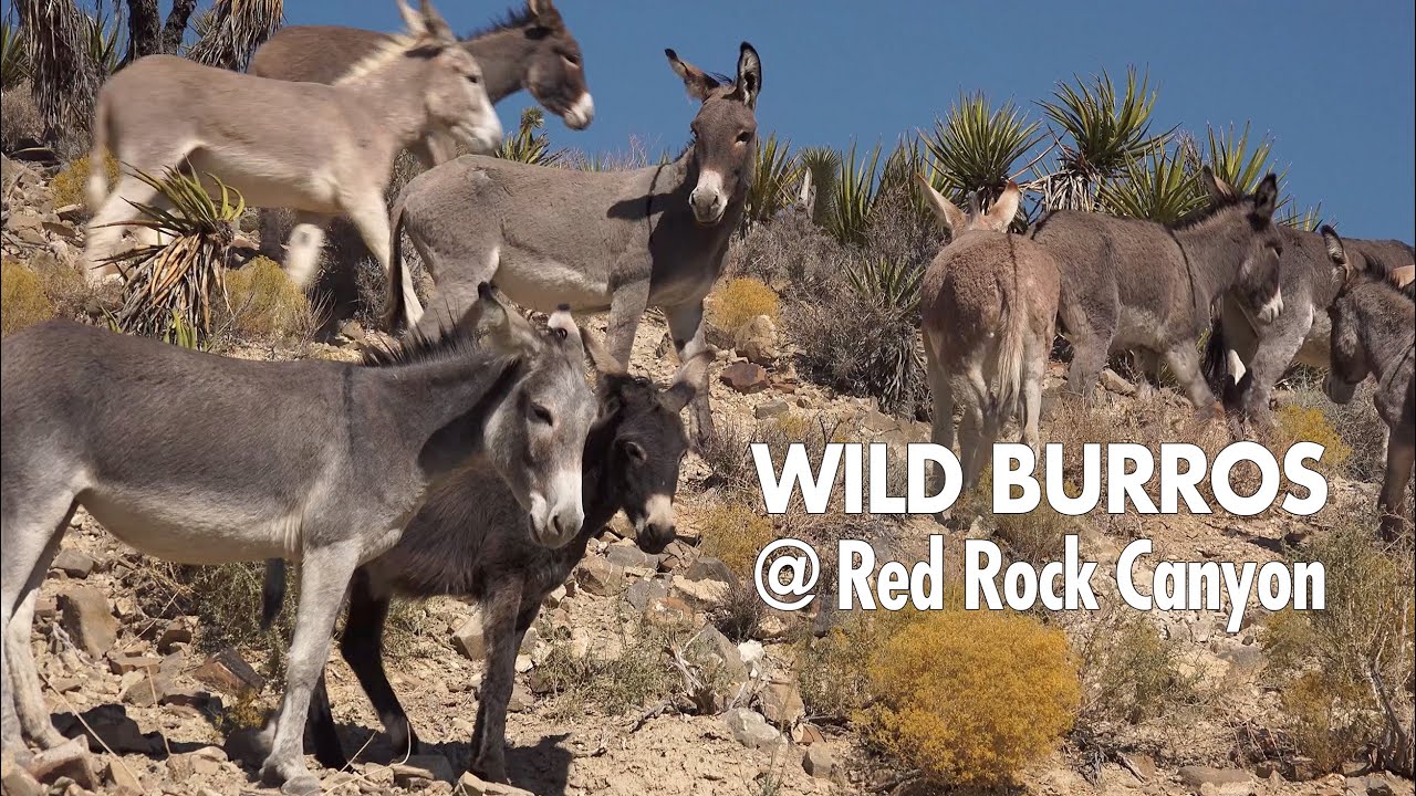 Wild Burros at Red Rock Canyon ~ Wild Horse and Burro Adoption Program ...