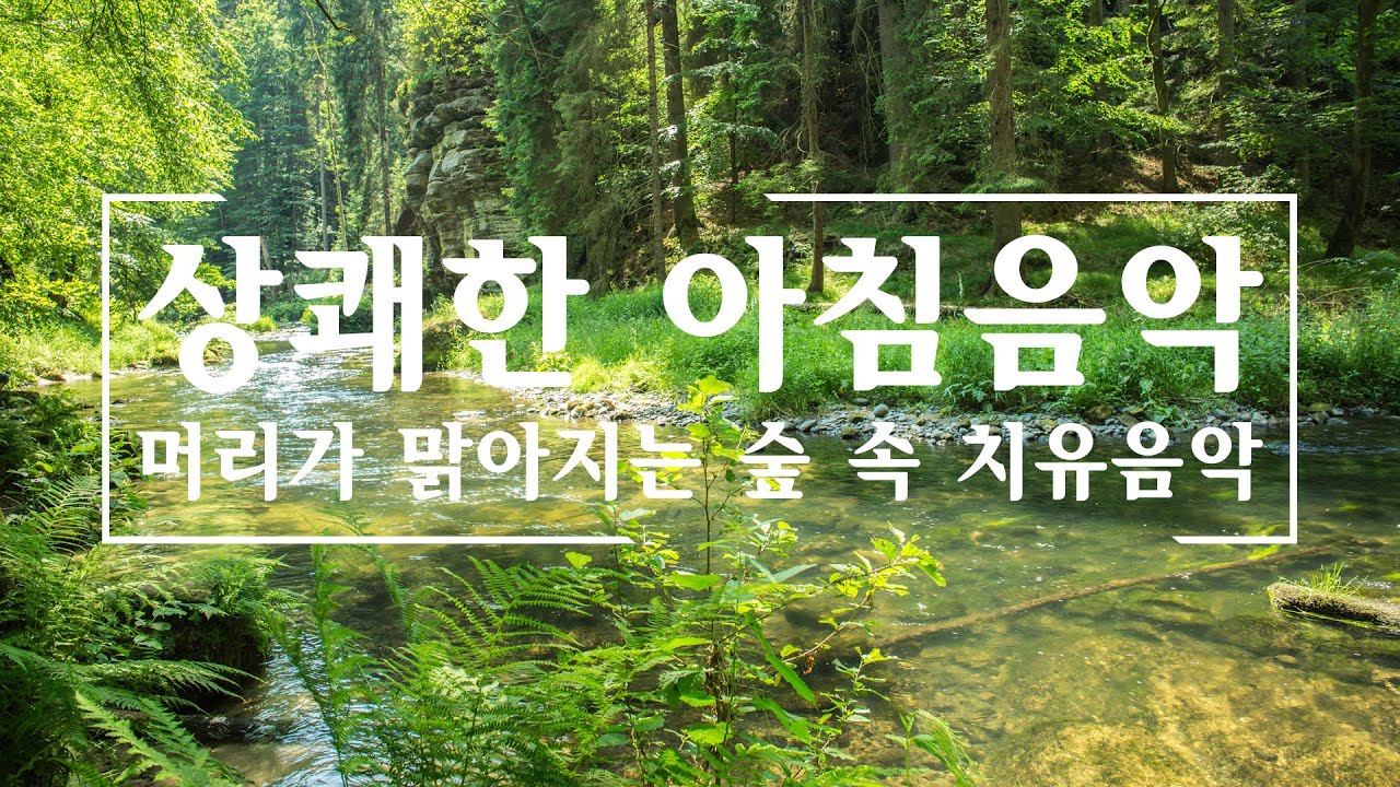머리가 맑아지는 숲 속 치유음악 🎵 아침명상 음악 스트레스해소 음악 명상음악 힐링음악 스트레스 해소 음악 긴장이완음악