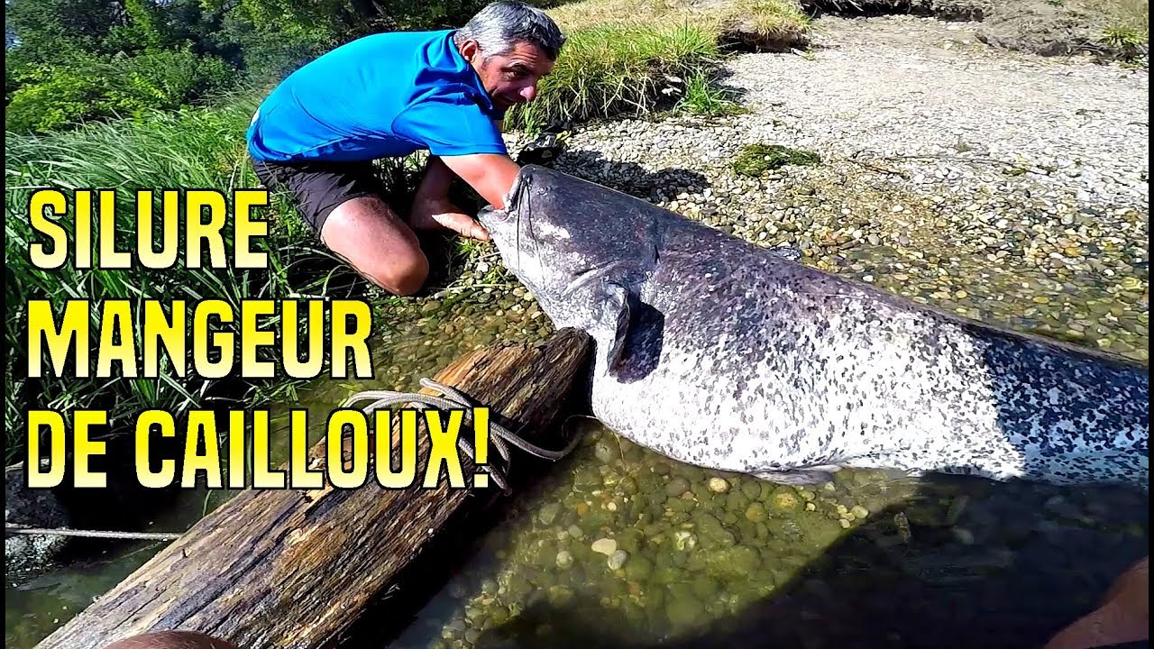 Silure au Fireball. Un Repas à s'en Casser les Dents! - YouTube