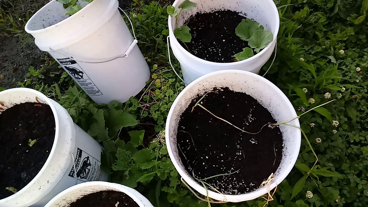 89 Rose bushes & 204 5-Gallon Buckets Garden Crop Walk - Rescued Roses ...