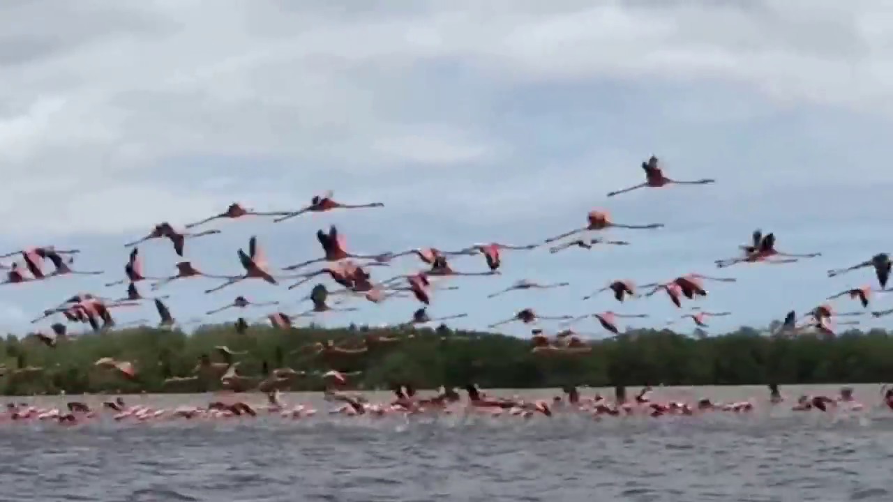 Proud to be SurinaMEse: Bigi Pan Nickerie, Suriname - YouTube