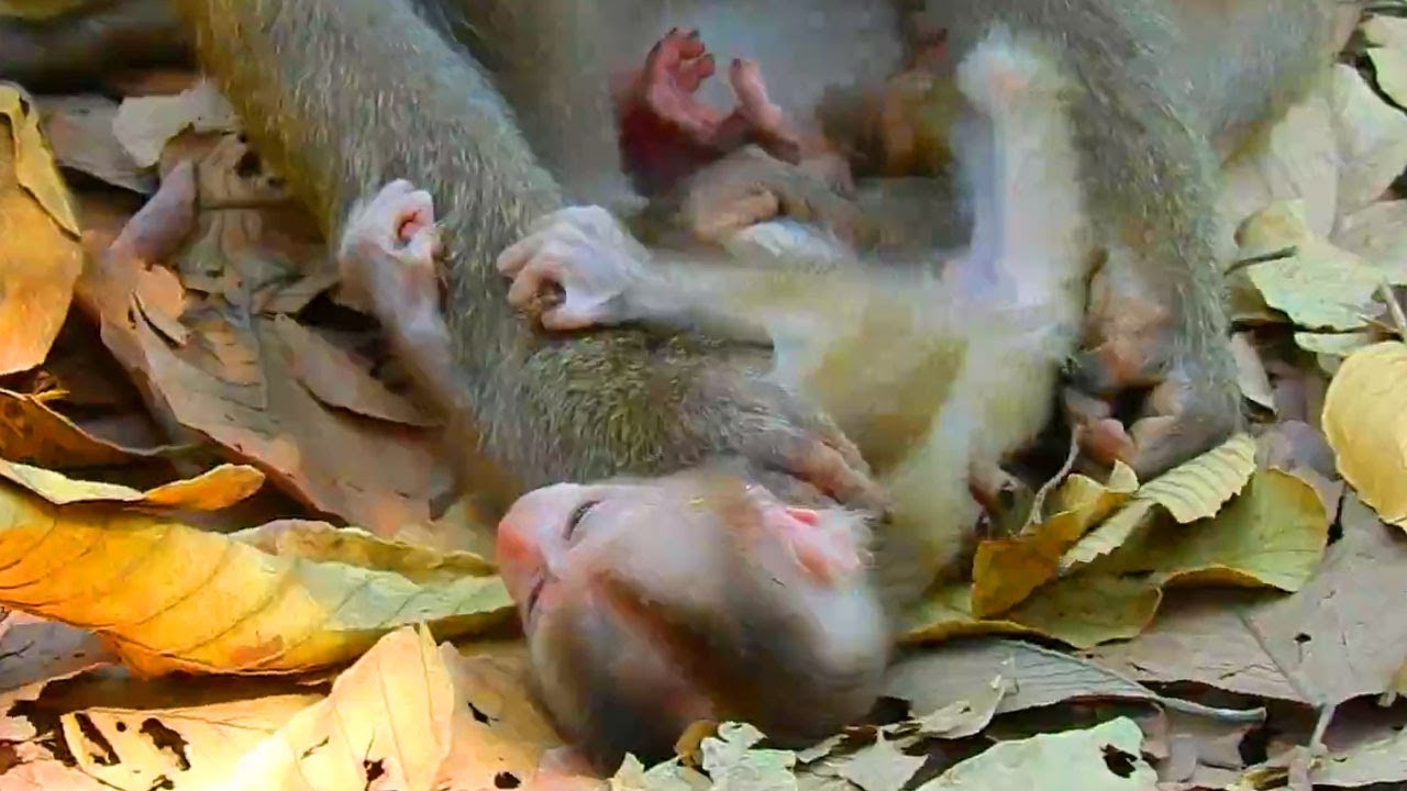 Monkey Libby gently pushing newborn baby monkey Lily down - YouTube