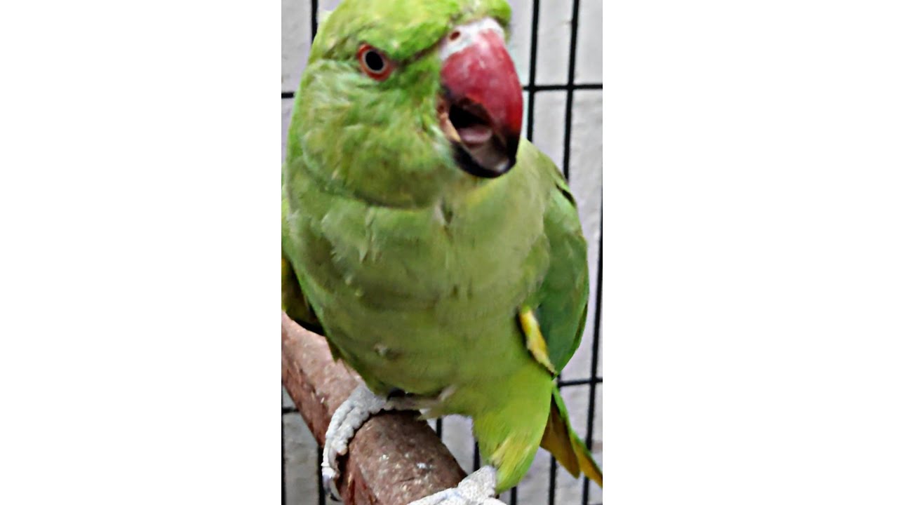 Parrot Chirping Loud | Chirping Sounds | Parrot Calling || - YouTube