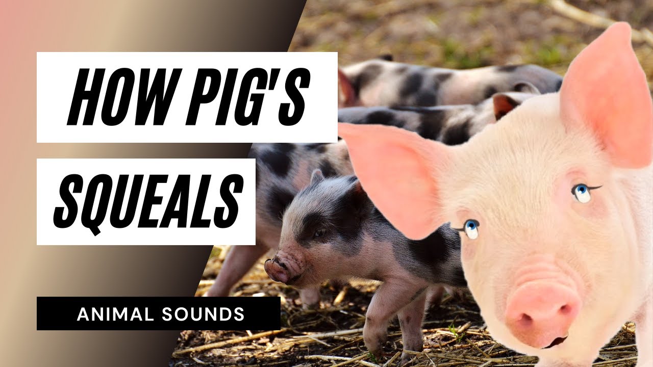 The Animal Sounds: Pig's Squeals / Sound Effect / Animation - YouTube