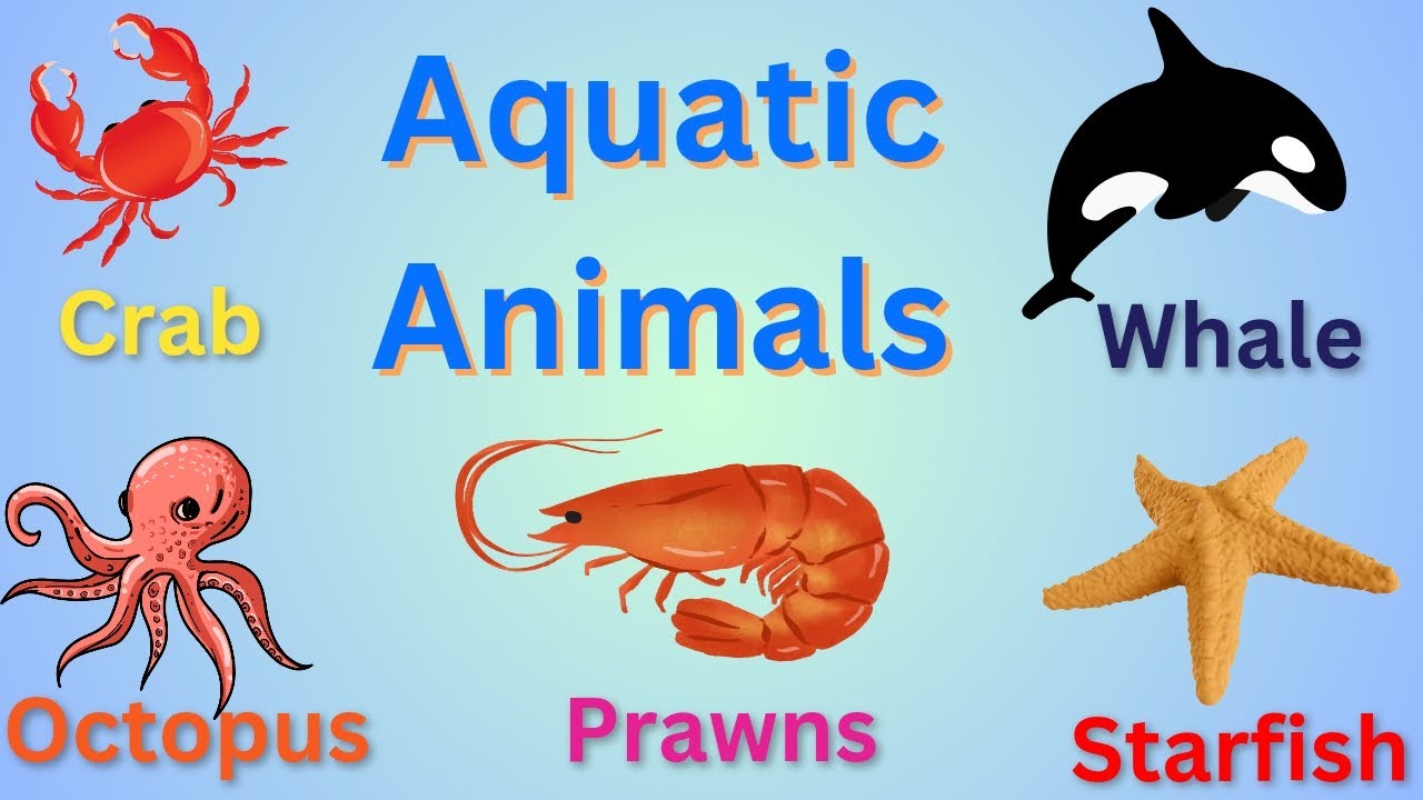 Aquatic Animals | Sea Animals | Water Animals | Aquatic Animals For ...