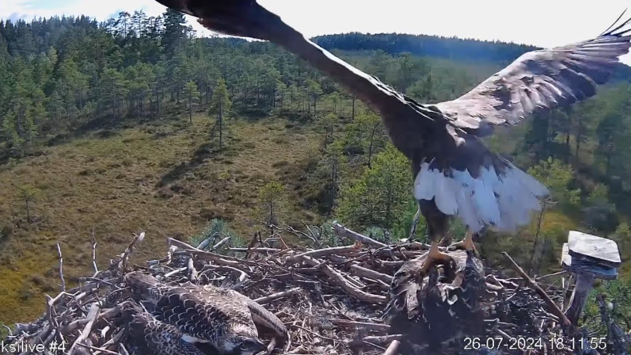 White tail eagle attack osprey nest and steal on chick | #4 Sääksilive ...