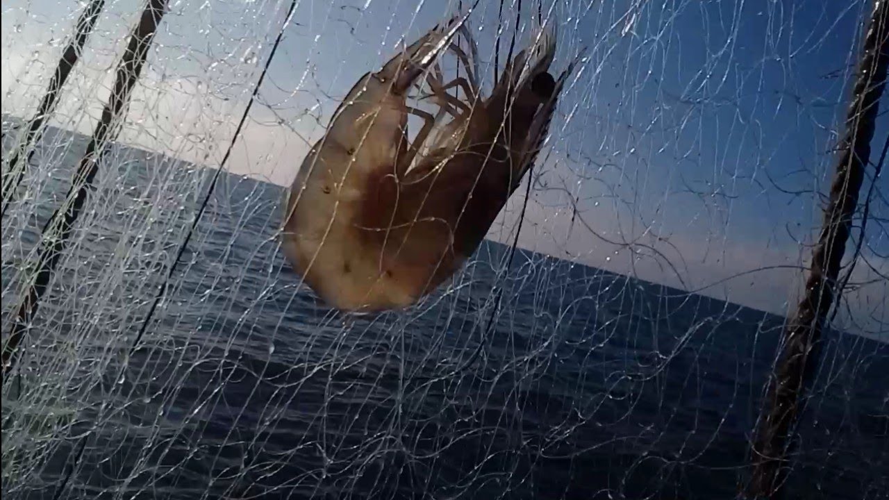 temporada de pesca guaymas 2024, como lanzar red de pesca para camaron ...