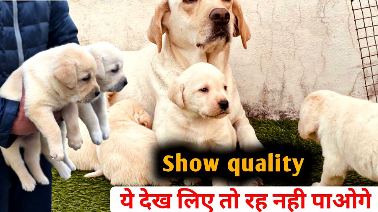 Show quality labrador puppies || Black labrador puppies - YouTube