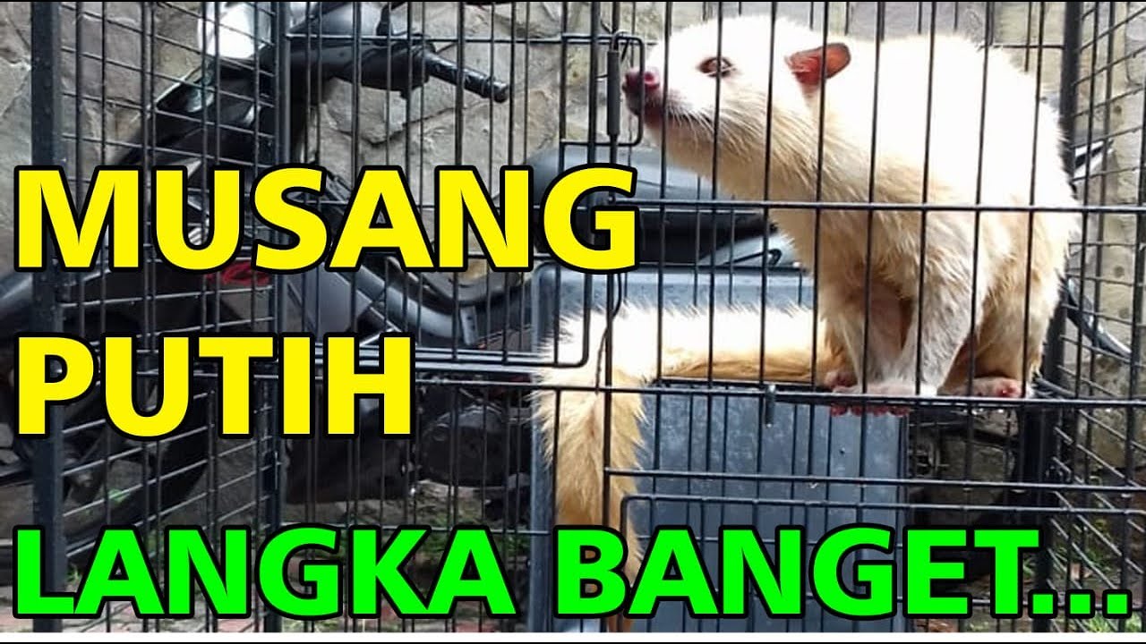 Penangkaran Musang Terlengkap di Malang. Ada musang pandan, musang akar ...