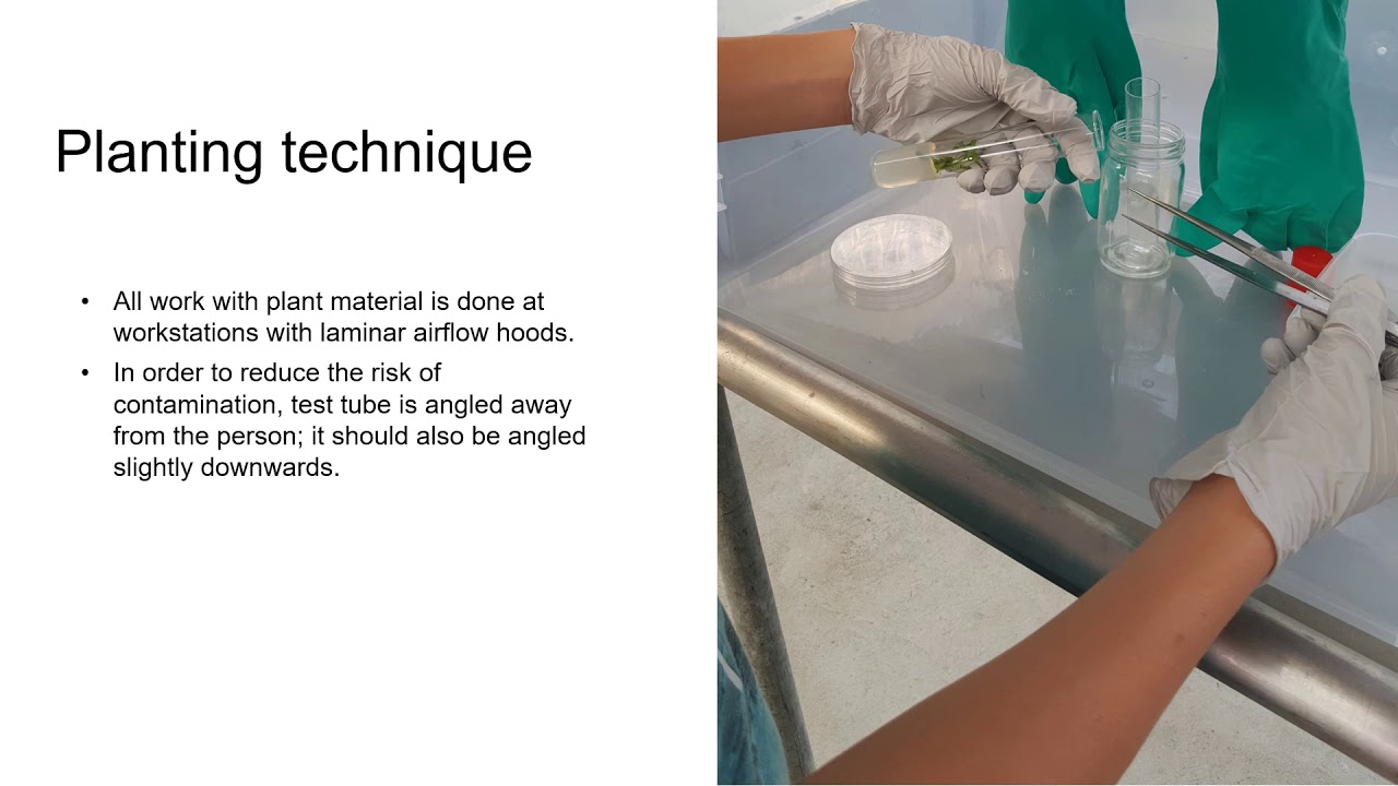 Lecture: Tissue culture overview - YouTube