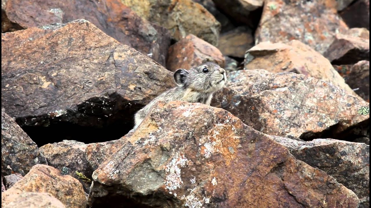Call of the Collared Pika - YouTube
