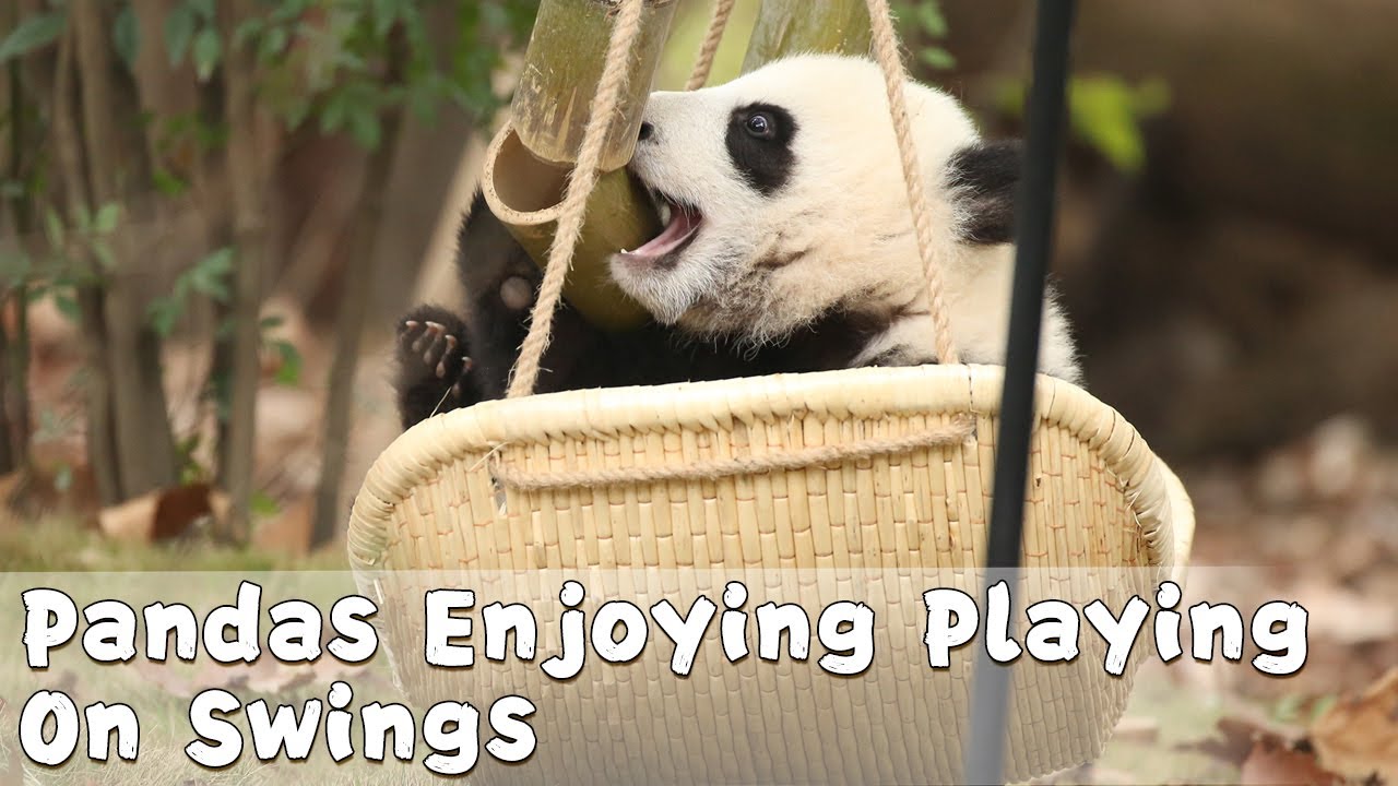 Pandas Enjoying Playing On Swings | iPanda - YouTube