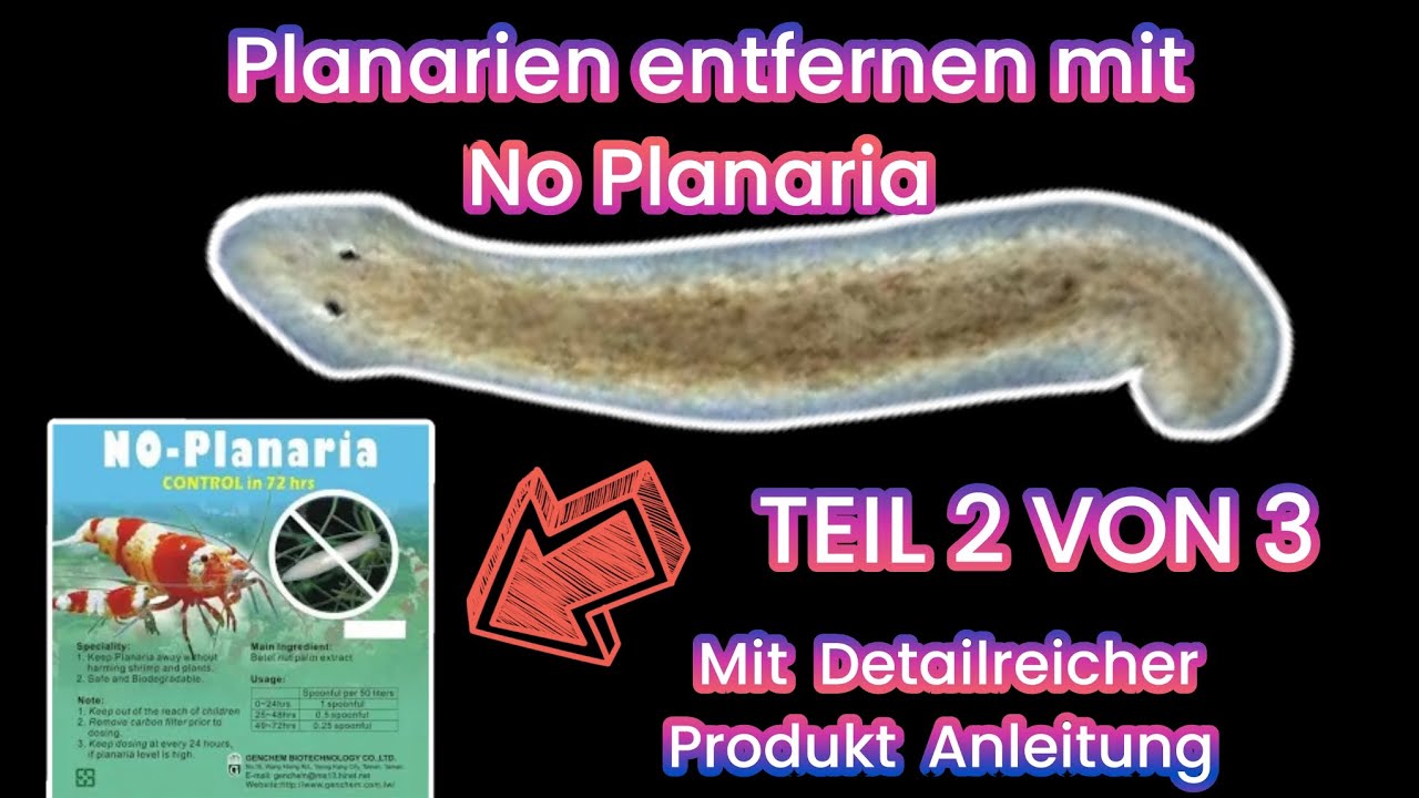 #103 Planarien entfernen mit No Planaria Anleitung. - YouTube