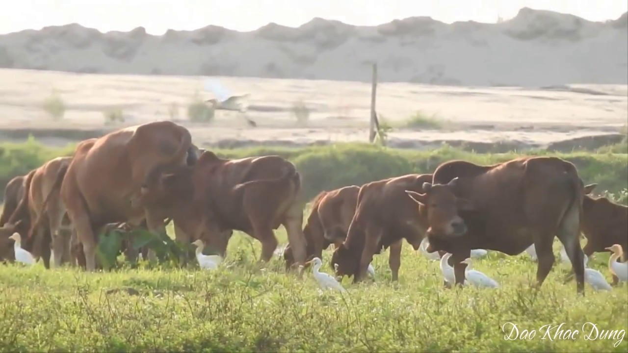 Con bò - nhạc thiếu nhi vui nhộn, nhac thieu nhi con bo, nhac con bo ...