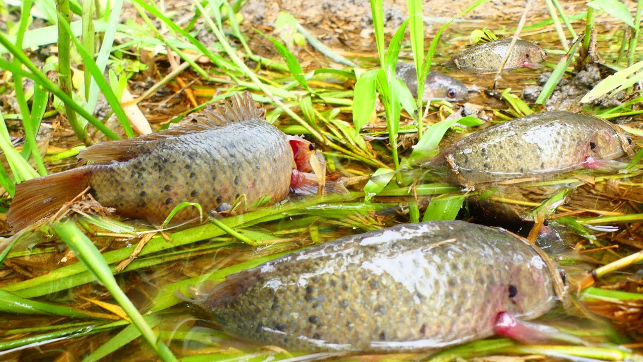 Wow so amazing! a lots of fish in field after heavy rain cough by a ...