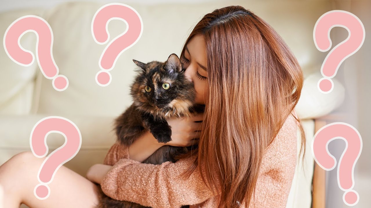 Why Should You get Cats as Pets? | 12 Reasons to Get a cat - YouTube