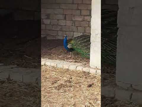 SubhenAllah, Tovuzqusu, tovuzqusu video, maraqli video,