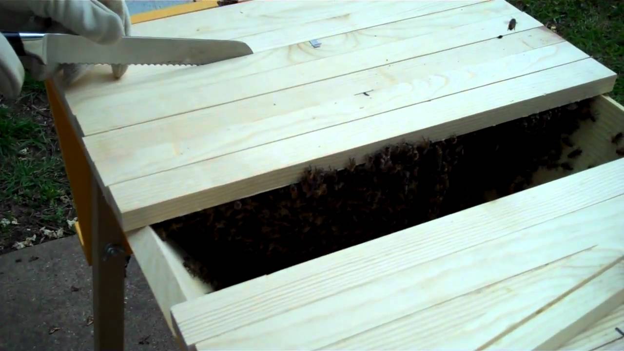 Checking the bees' progress. Two weeks after installation. (04/22/2011) - Denison, TX - YouTube