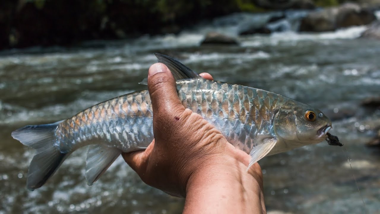 Fly fishing in Sikkim, India. Nymphing a small stream for copper ...
